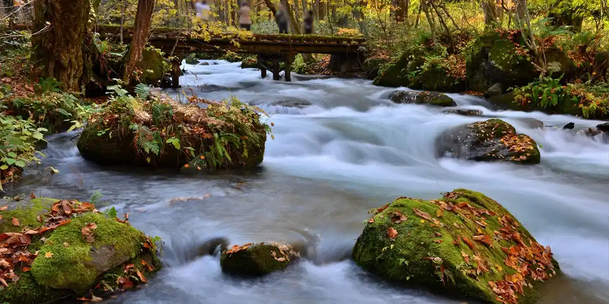Japanese Explorer on Celebrity Millennium
